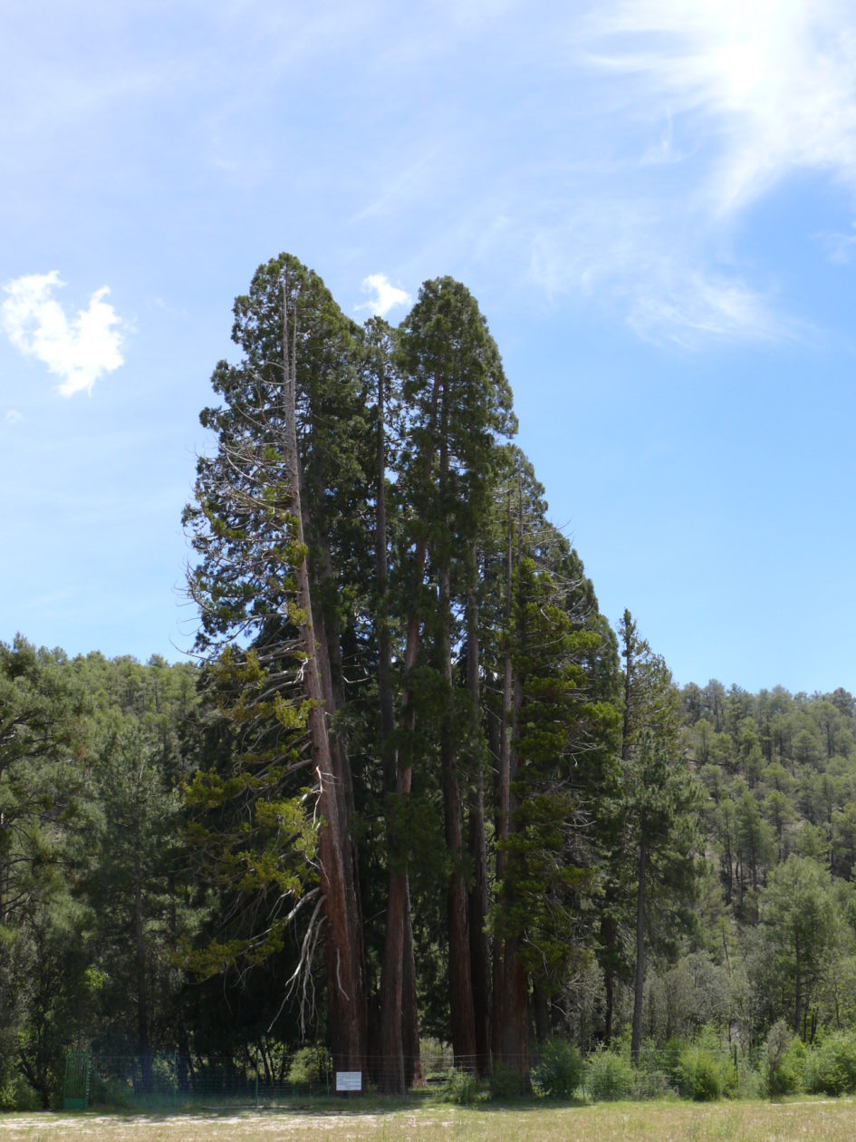 Secuoyas gigantescas entre la Puebla de don Fadrique y Huéscar ...